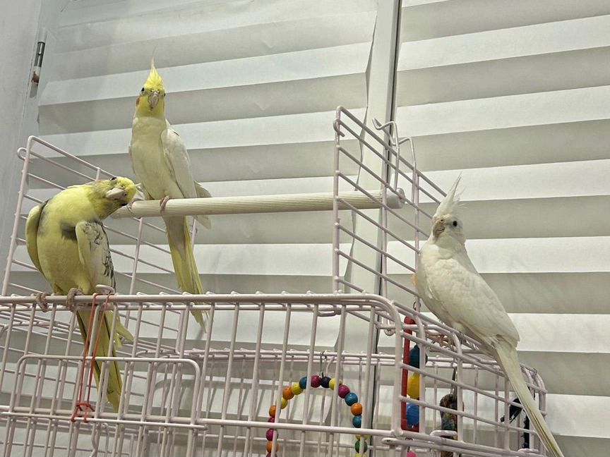 Ручные попугаи Кореллы