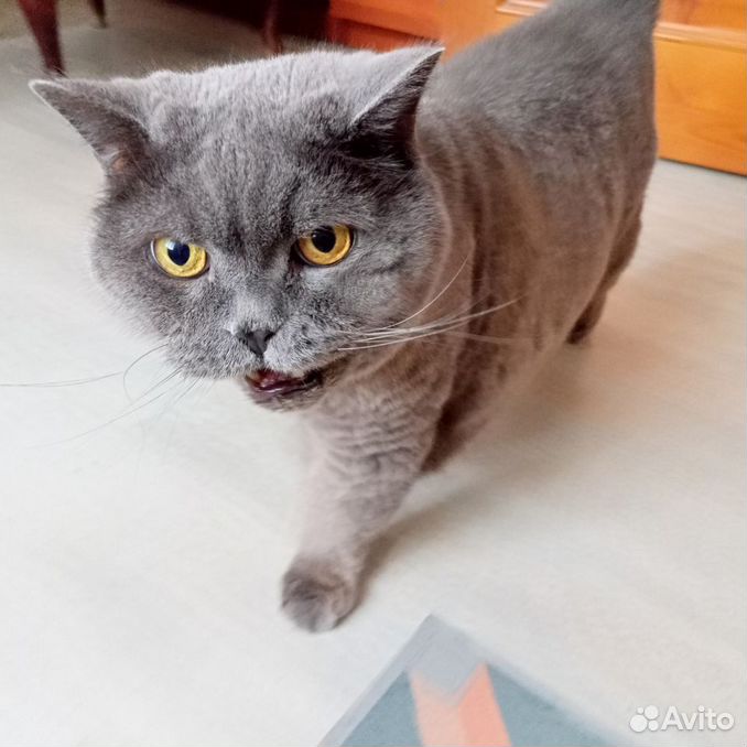 Фарик