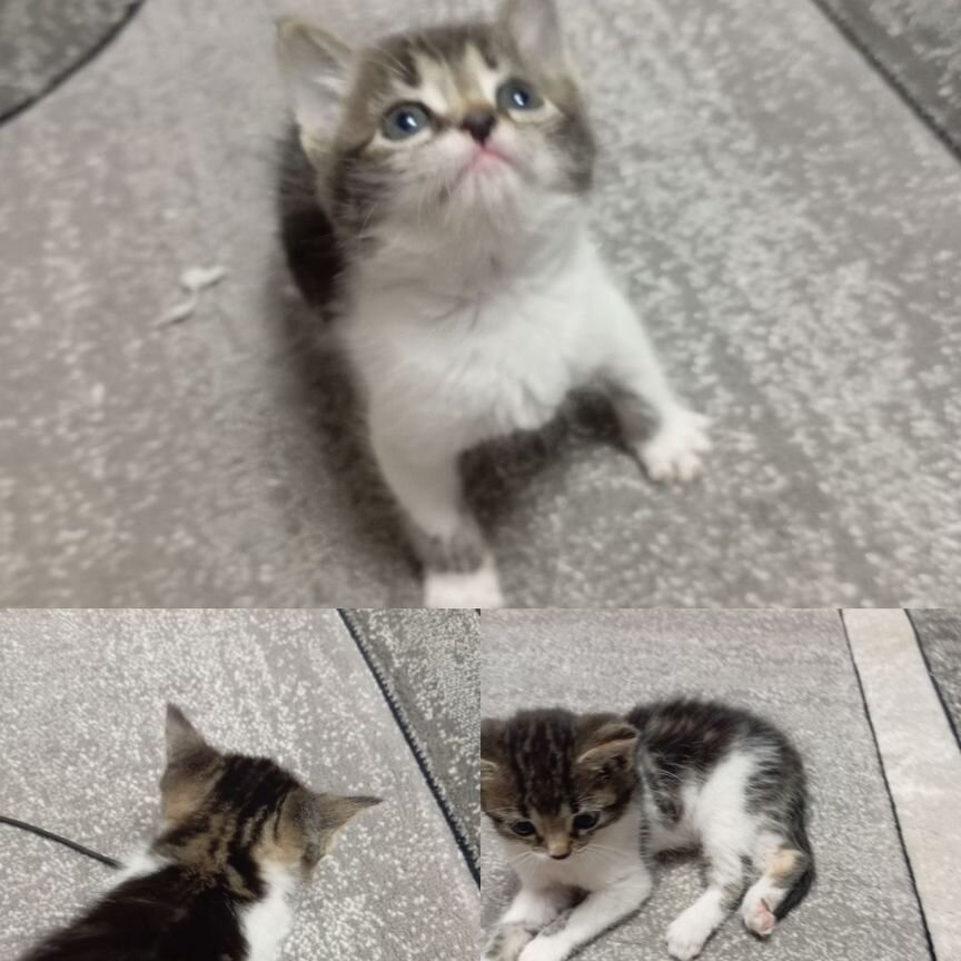 Котята в добрые руки