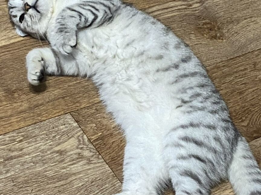 Отдам в добрые руки британскую кошечку