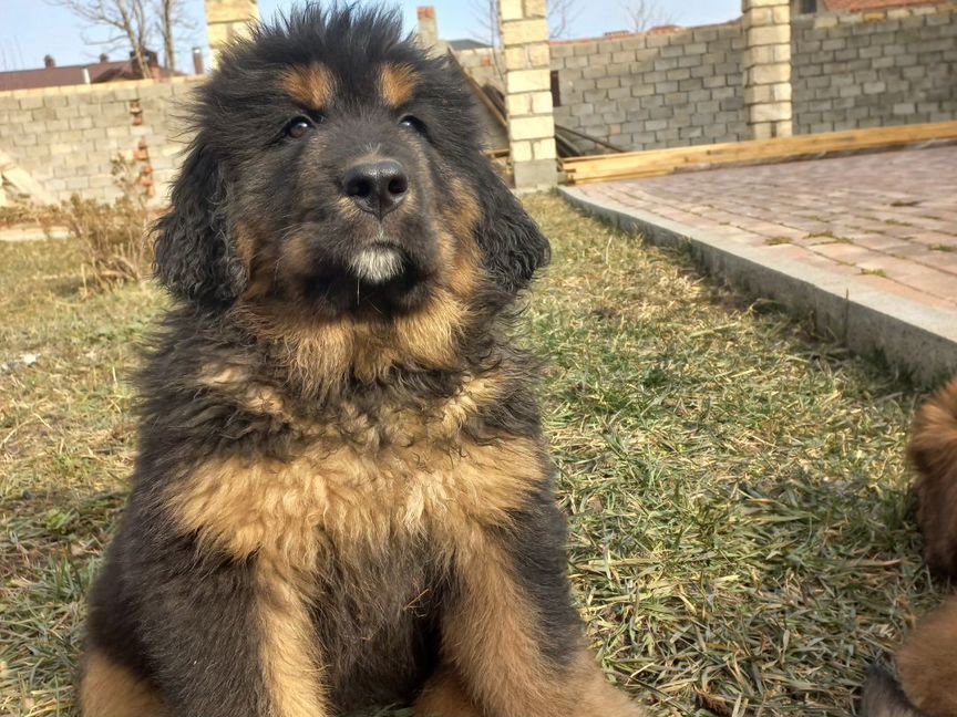 Тибетский мастиф