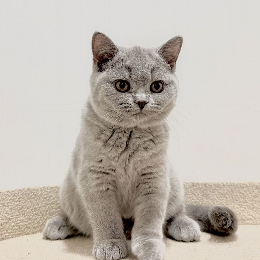 Британские котята