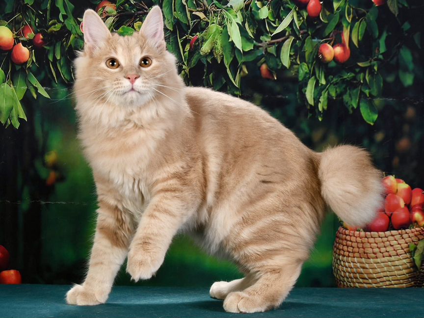 Очень крупный котенок 5 месяцев