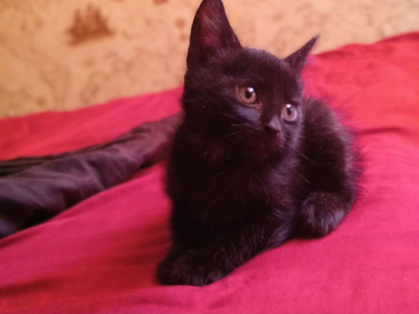 Кошка