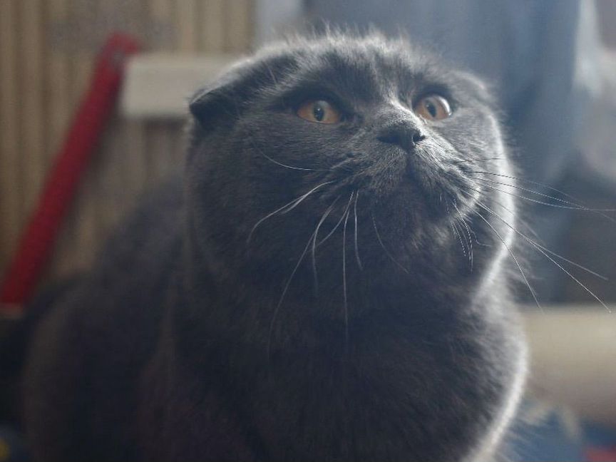 Шотландская кошка