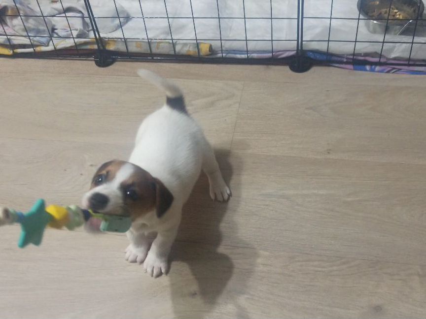 Щенок Джек Рассел терьер, ищет хороший дом