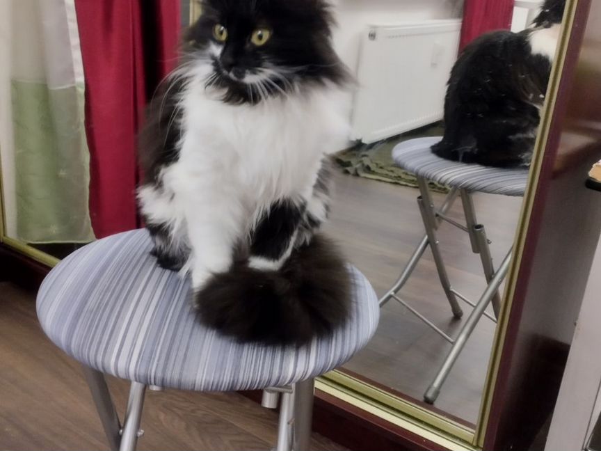 Кошечка,8 мес. Умница и красавица