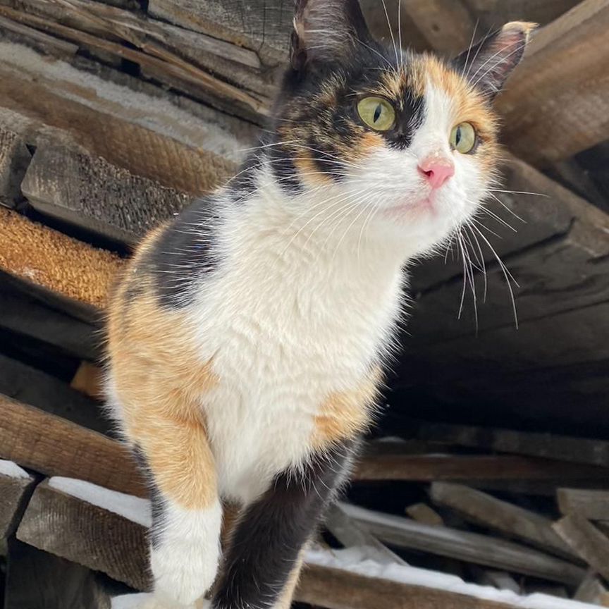 Кошка брошена