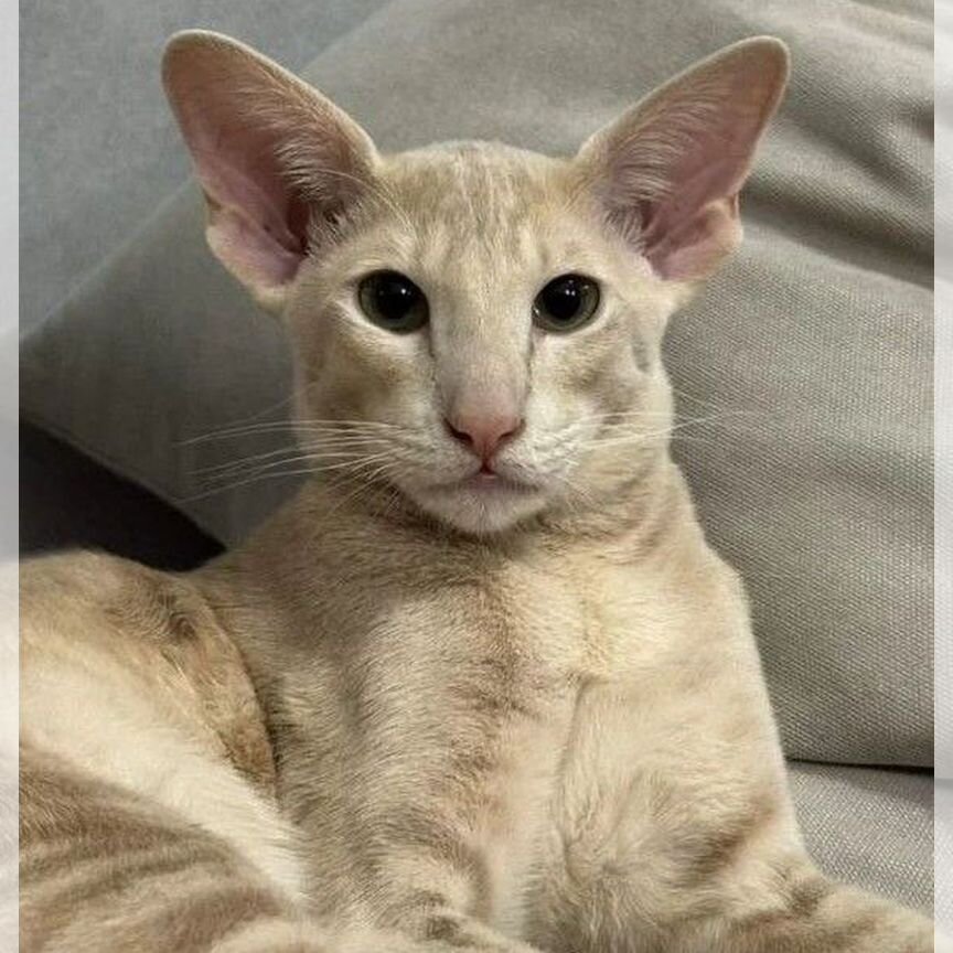 Ориентальный котёнок