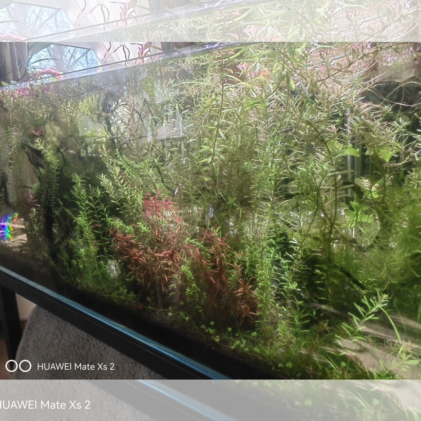 Растения акваримные разных видов