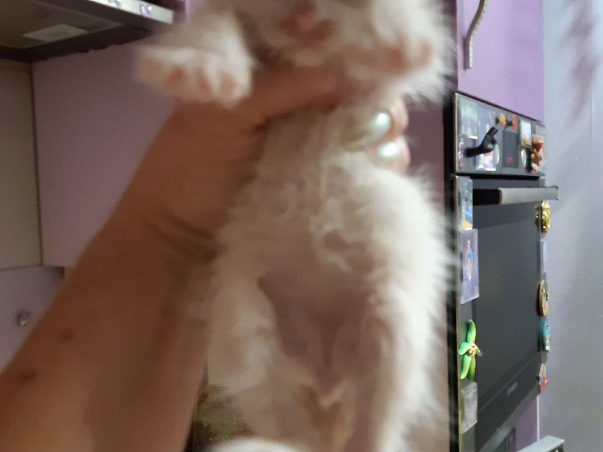 Сибирские котята в добрые руки