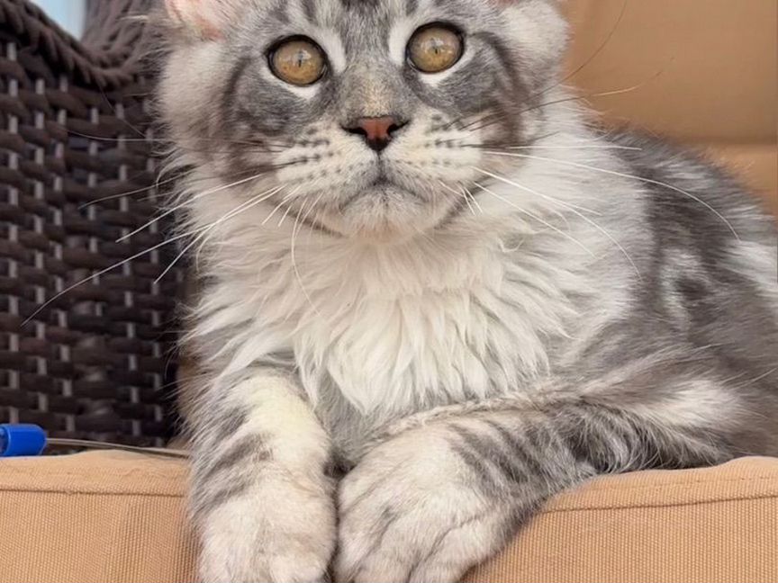 Котята мейн-кун