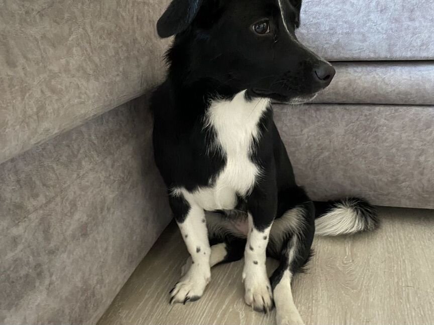 Собака в добрые руки