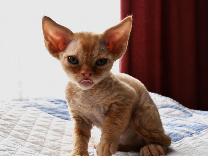 Котята девон-рекс