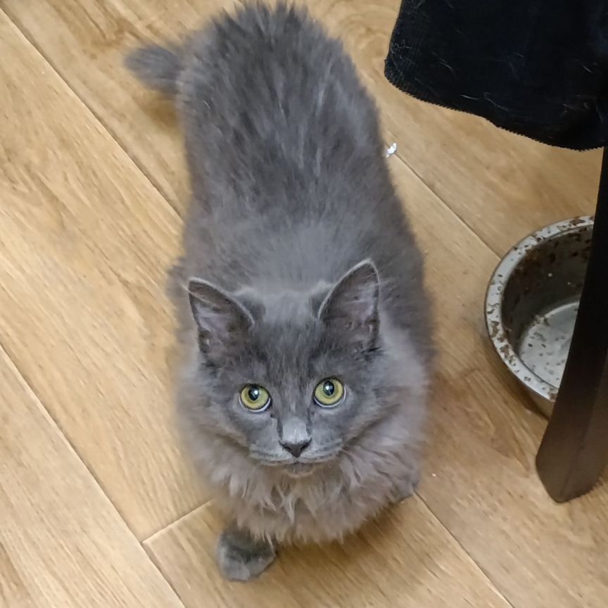 Котенок