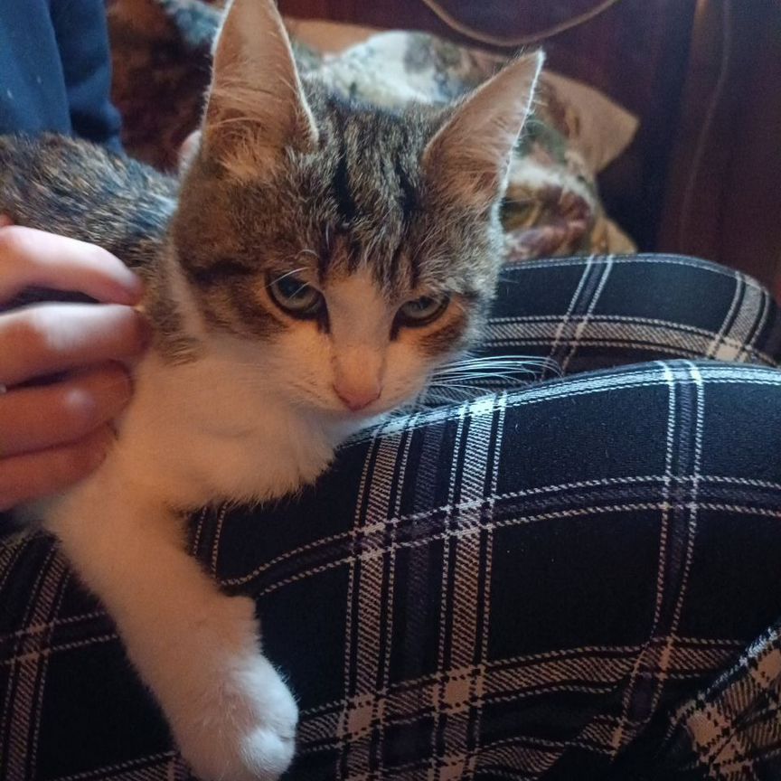 Кошечка