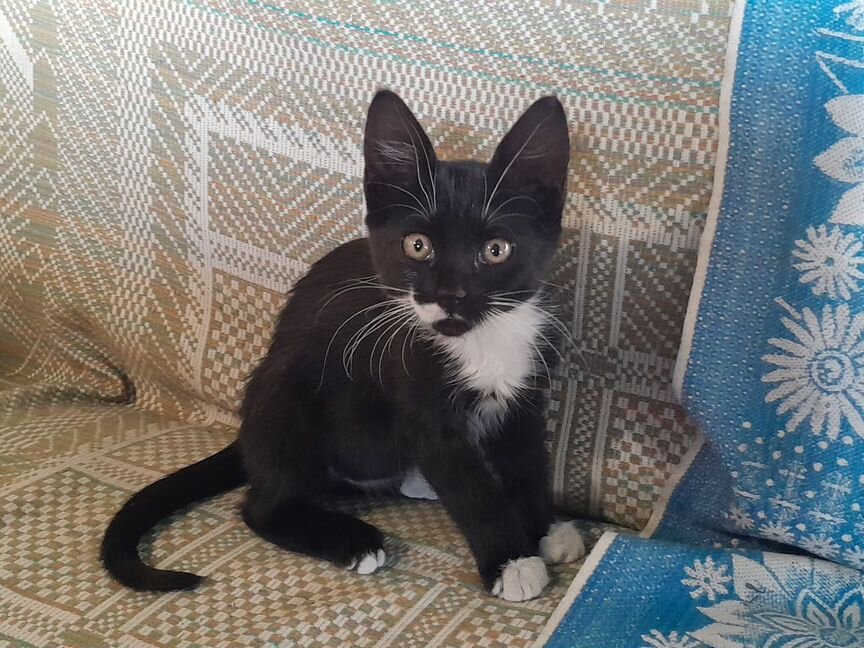 Котенок в добрые руки