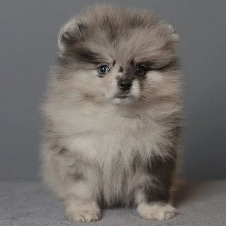 Немецкий шпиц, щенок