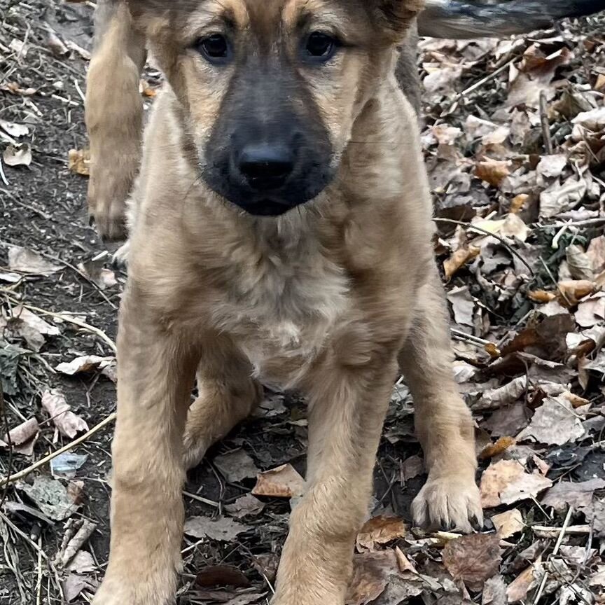 Щенок пацан