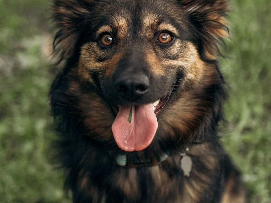 Собака в добрые руки