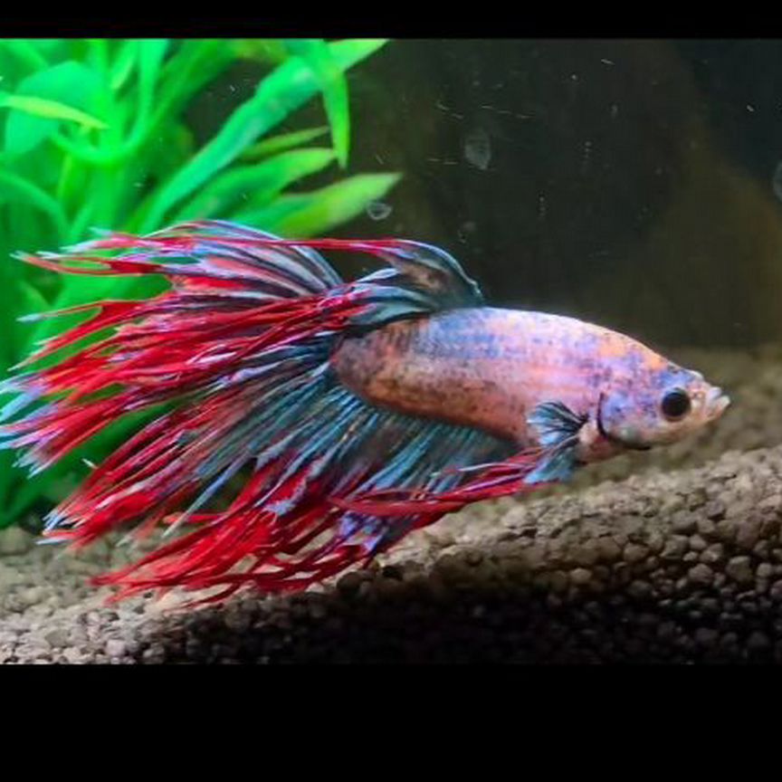 Рыба петушок самец