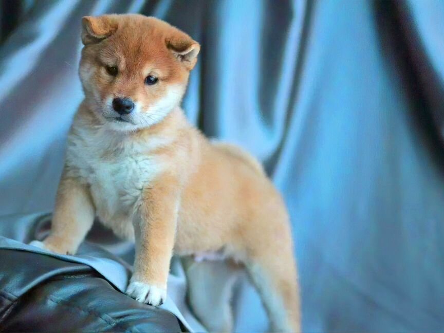 Полностью обученные щенки сиба ину с документами