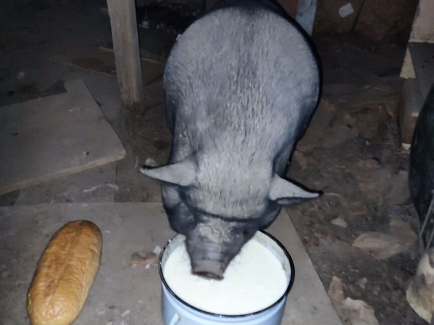 Мясо свинина домашняя