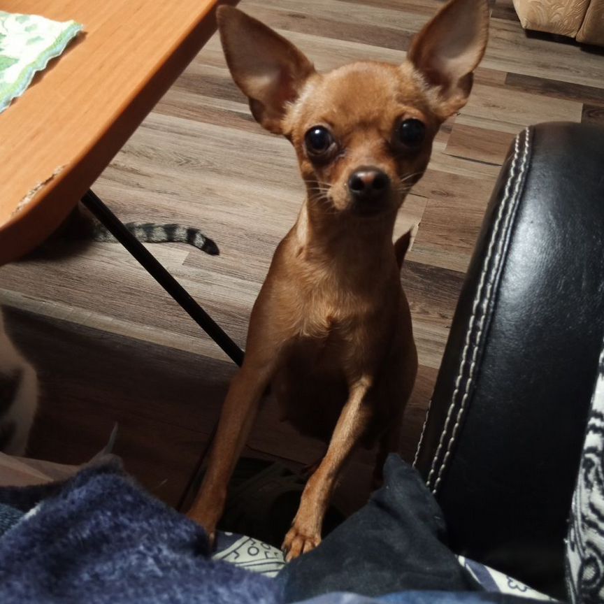 Той-терьер щенки