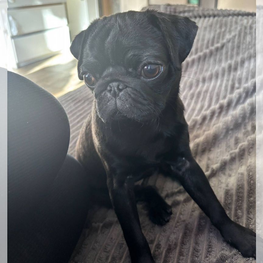 Мопс, щенок