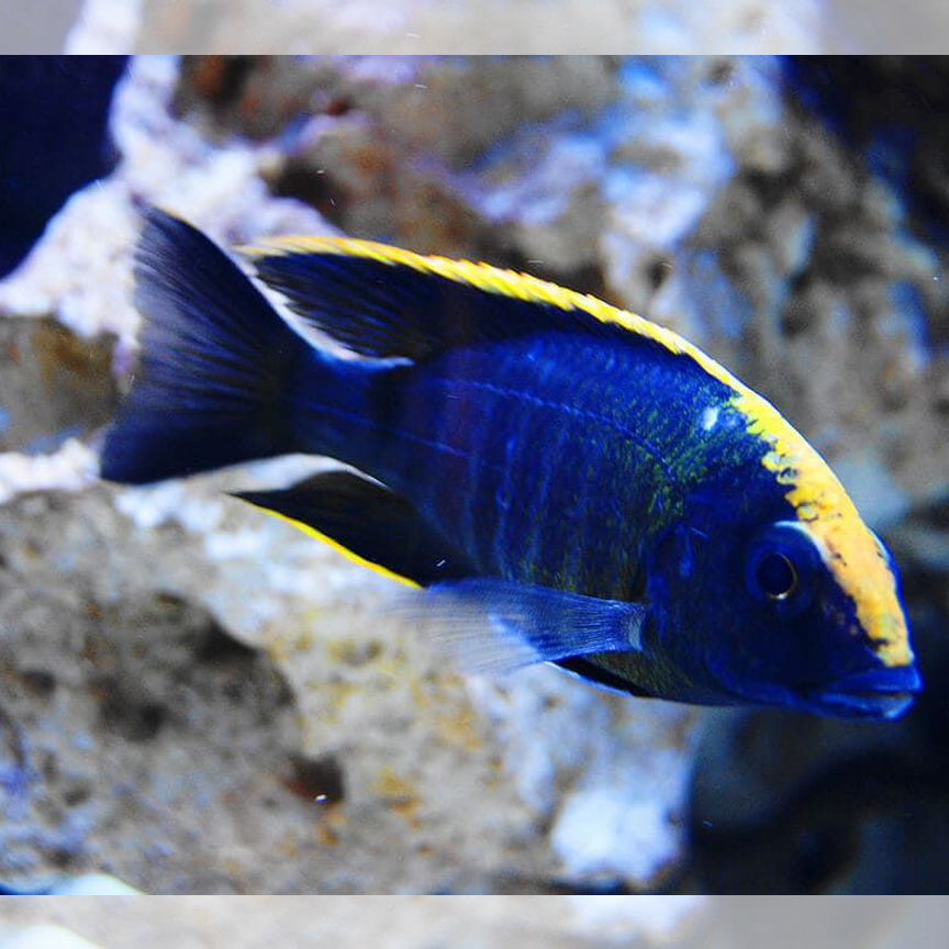 Аулонокара майланди - Aulonocara maylandi