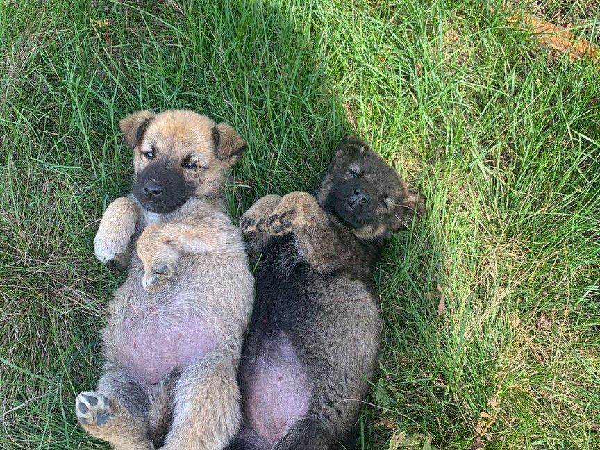 Подброшенный щенок в лесу ищет дом