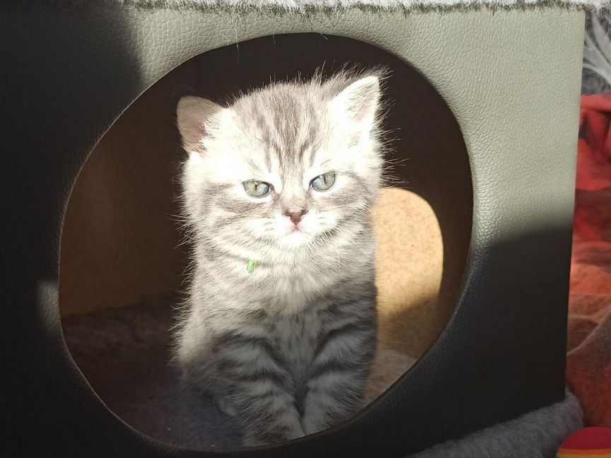 Шотландские прямоухие котята