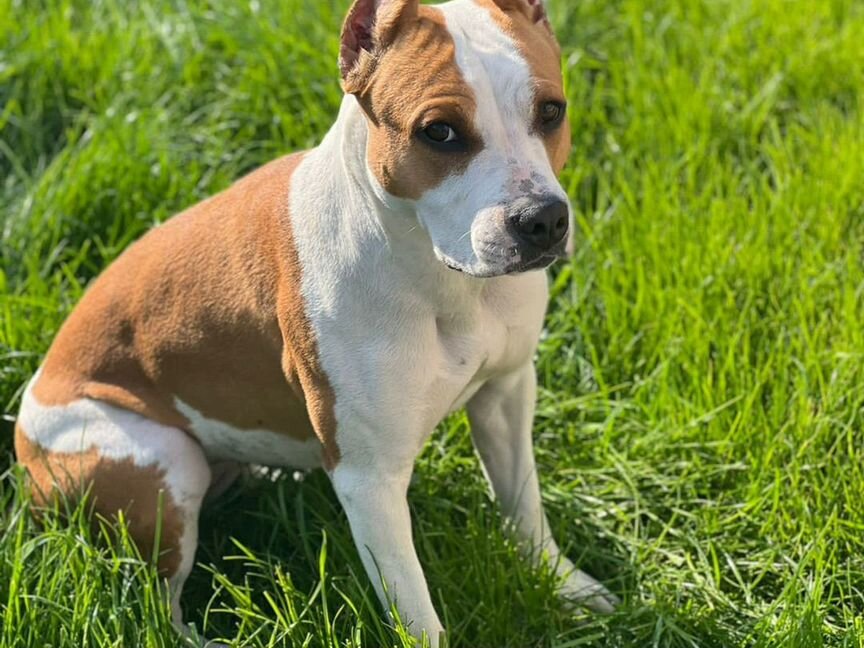 Стаффордширский терьер