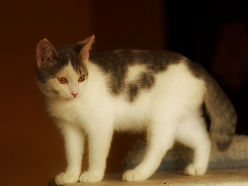 Котенок Тоня в добрые руки