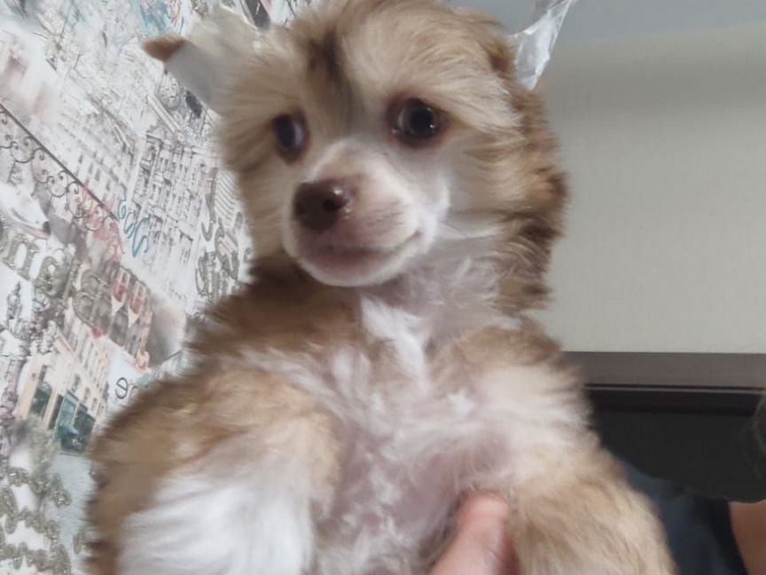 Золотой ребенок кхс мальчик счастье в дом