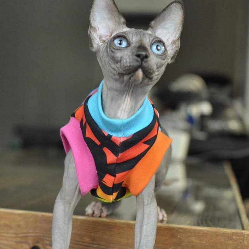 Канадский сфинкс котёнок