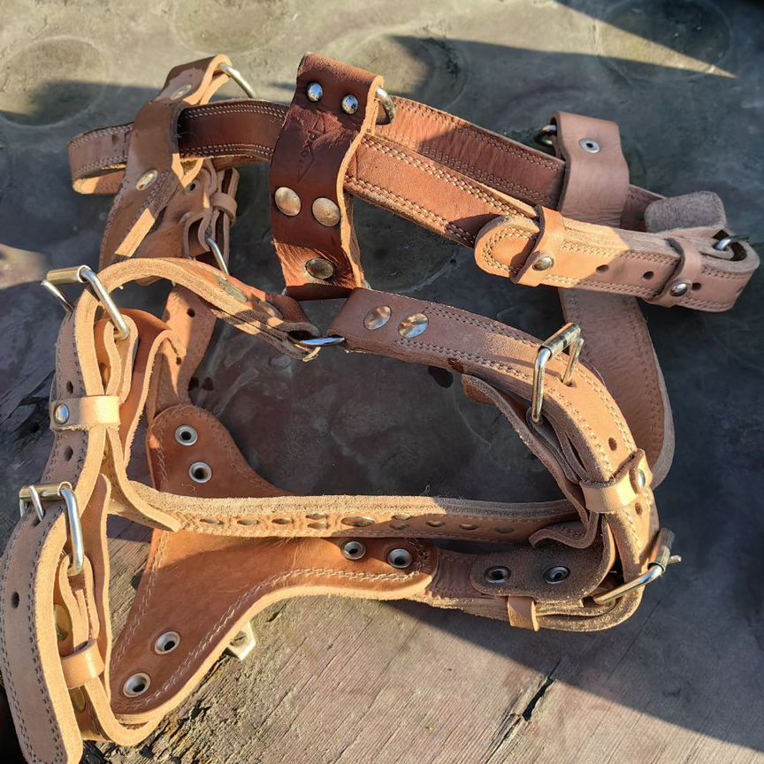 Упряжка для собак