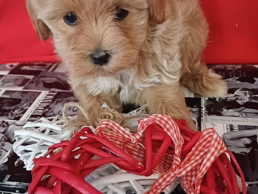 Мальтипу мини f1