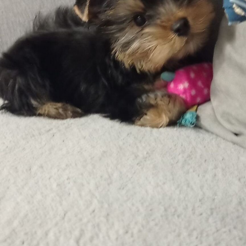 Йорик мальчуган