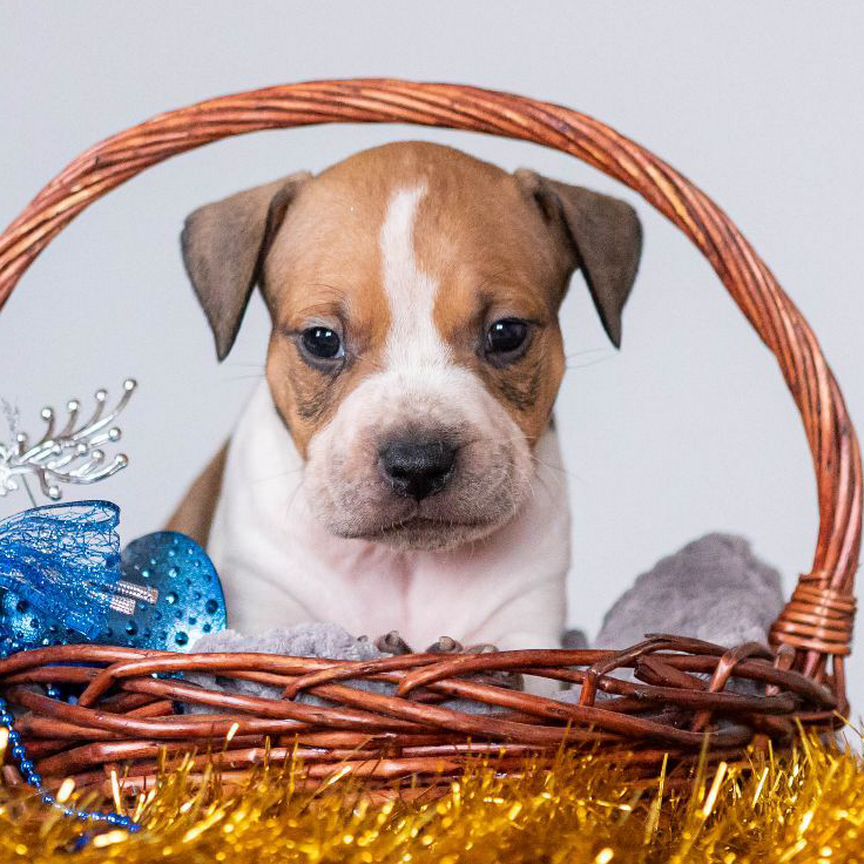 Крупный кобель