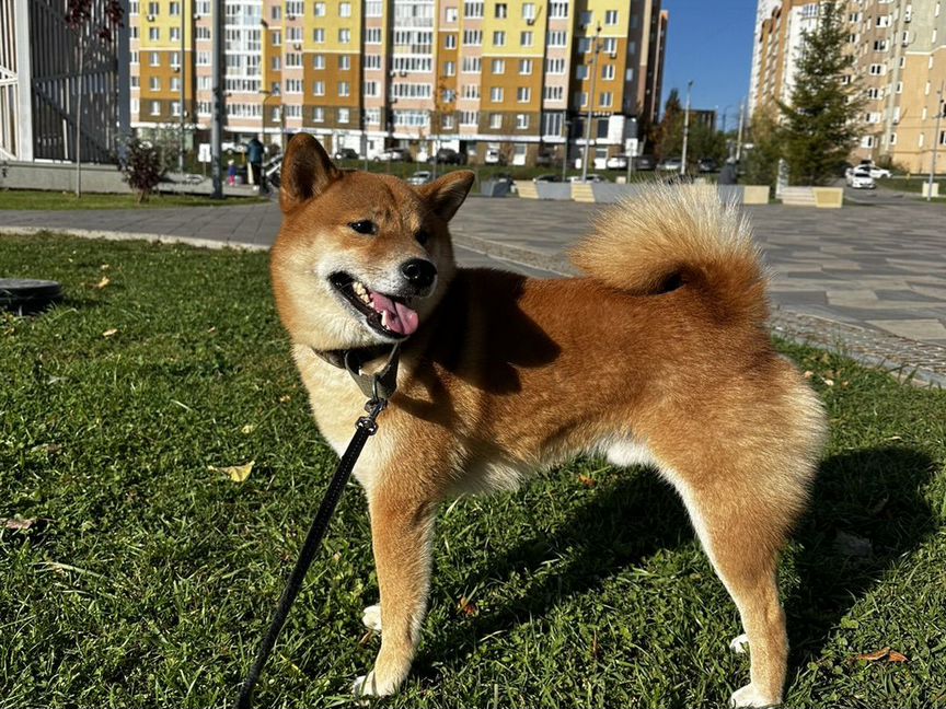 Шиба сиба ину кабель вязка