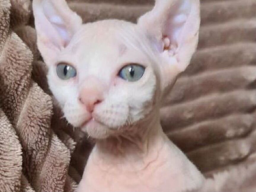Сфинкс эльф
