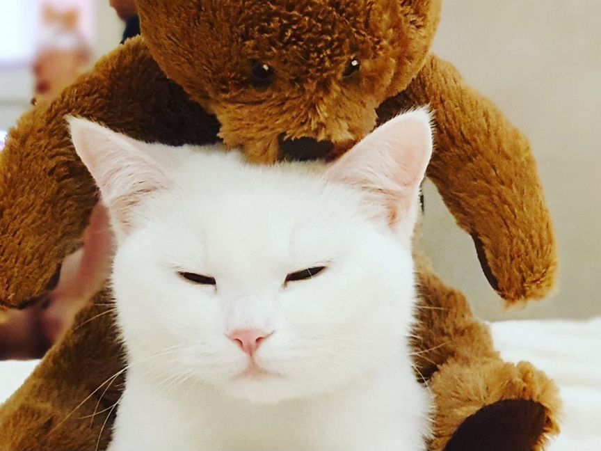 Британский кот
