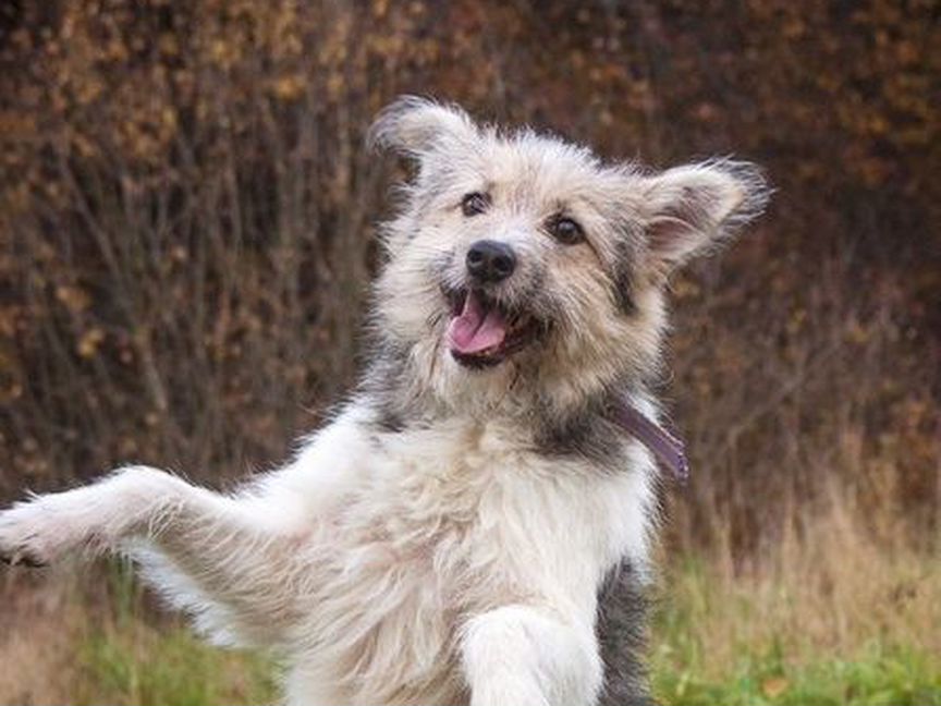 Очаровательный небольшой бородатик Фанни в дар