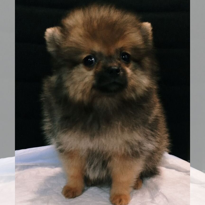 Померанский шпиц, щенок