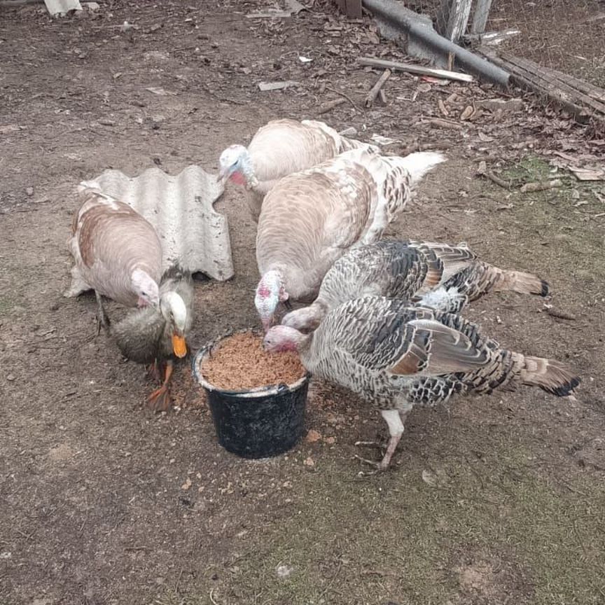 Индюки гуси домашние