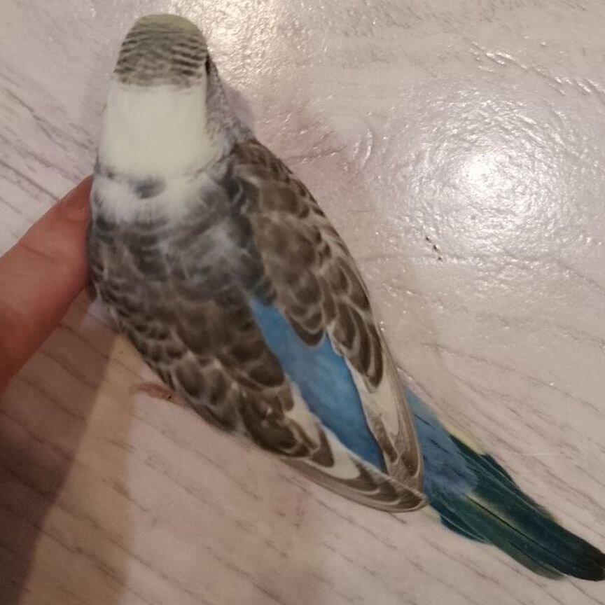 Птенцы волнистый попугай