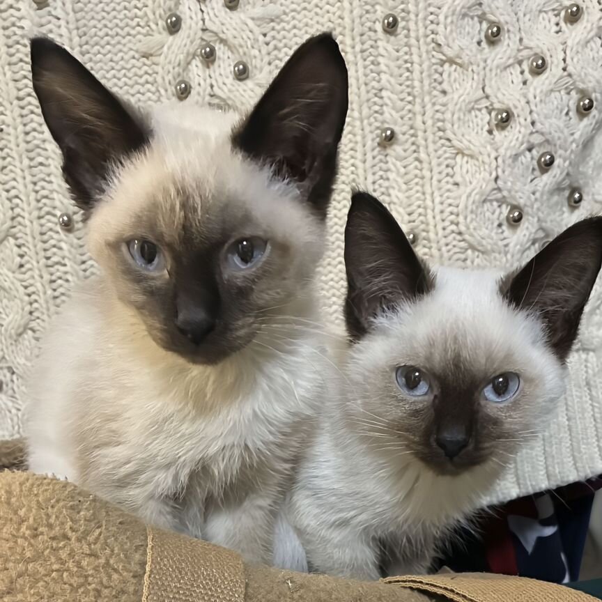 Тайский котёнок