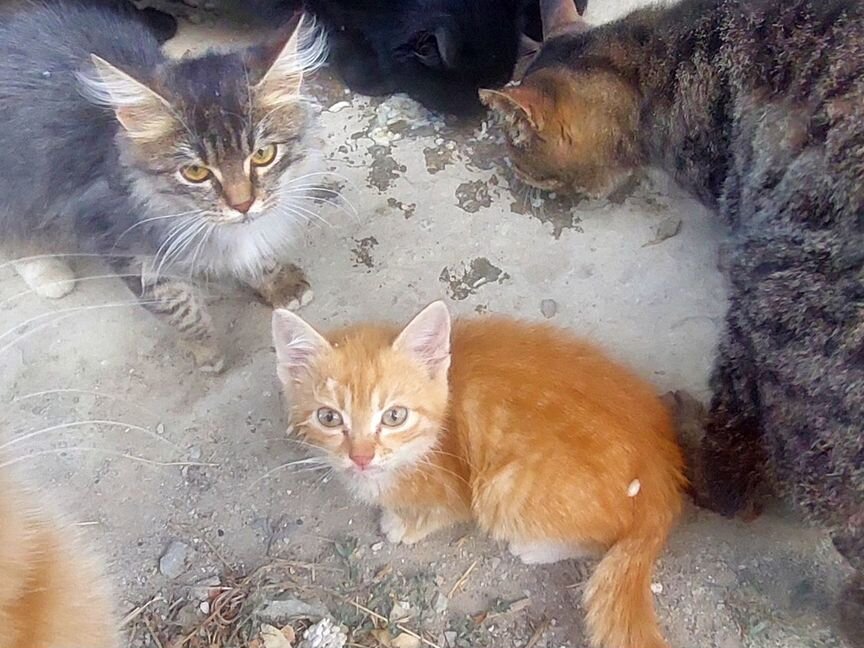 Котенок-моторчик,рыжее счастье