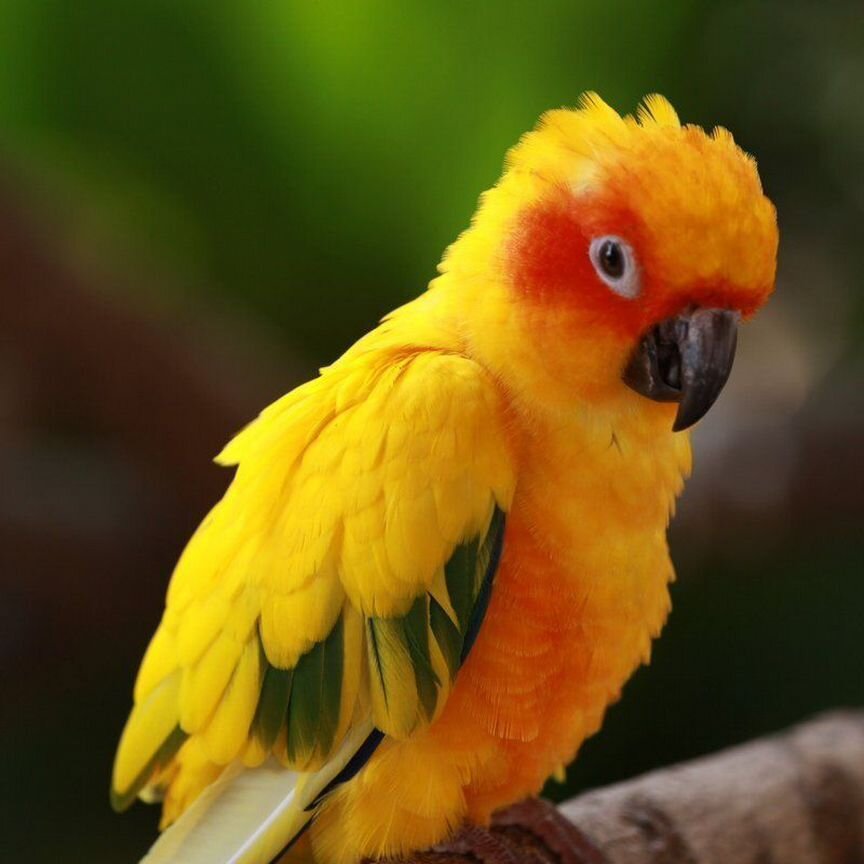 Найден попугай